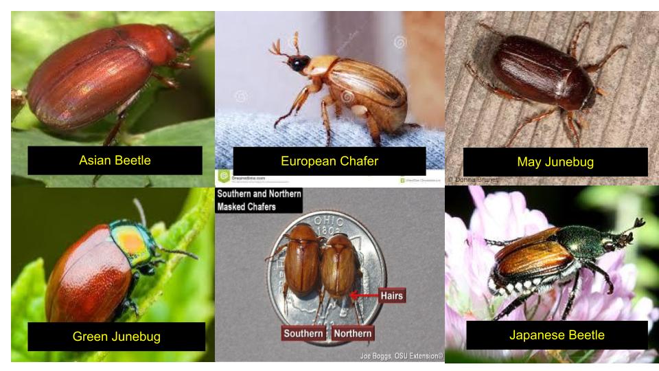 Grub Damage And Grub Control - Blue Duck Lawn Care