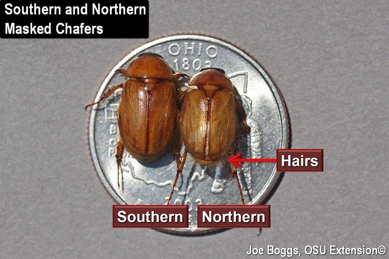 Grub Damage And Grub Control - Blue Duck Lawn Care