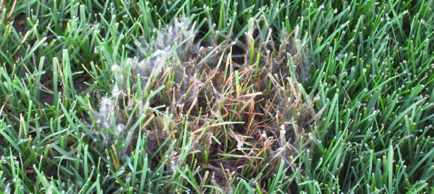 Snow Mold. Coming To A Lawn Near You? - Blue Duck Lawn Care