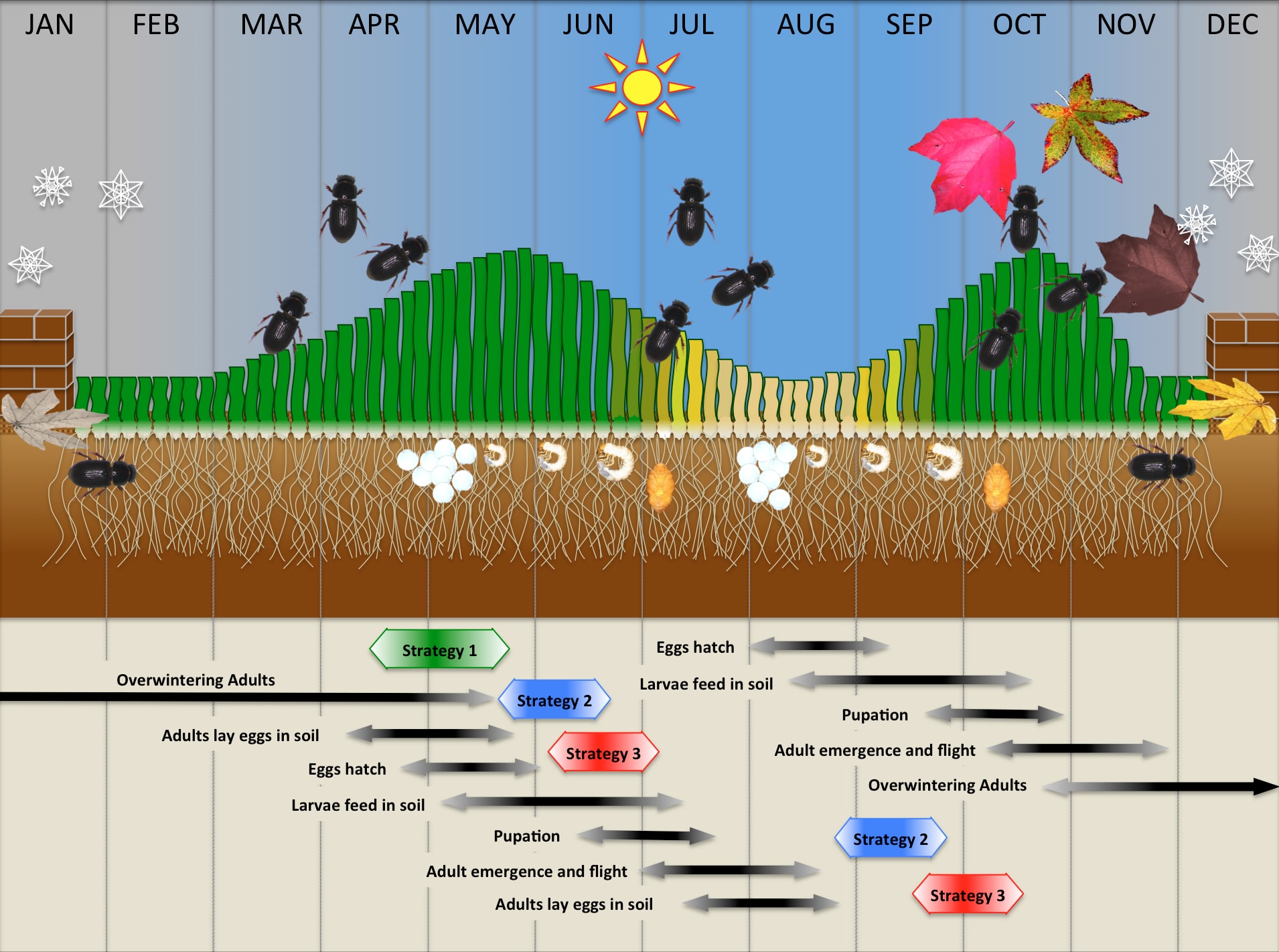 Grub Damage And Grub Control - Blue Duck Lawn Care