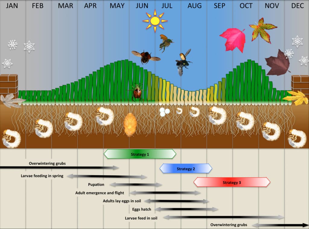 Grub Damage And Grub Control - Blue Duck Lawn Care
