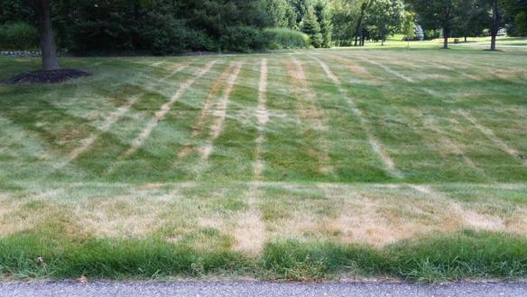 Drought Stress And Heat Damage In Cool Season Lawns - Blue Duck Lawn Care