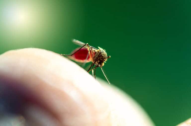 3 Ways Mosquitos Contribute to Ecosystems | Indianapolis, IN