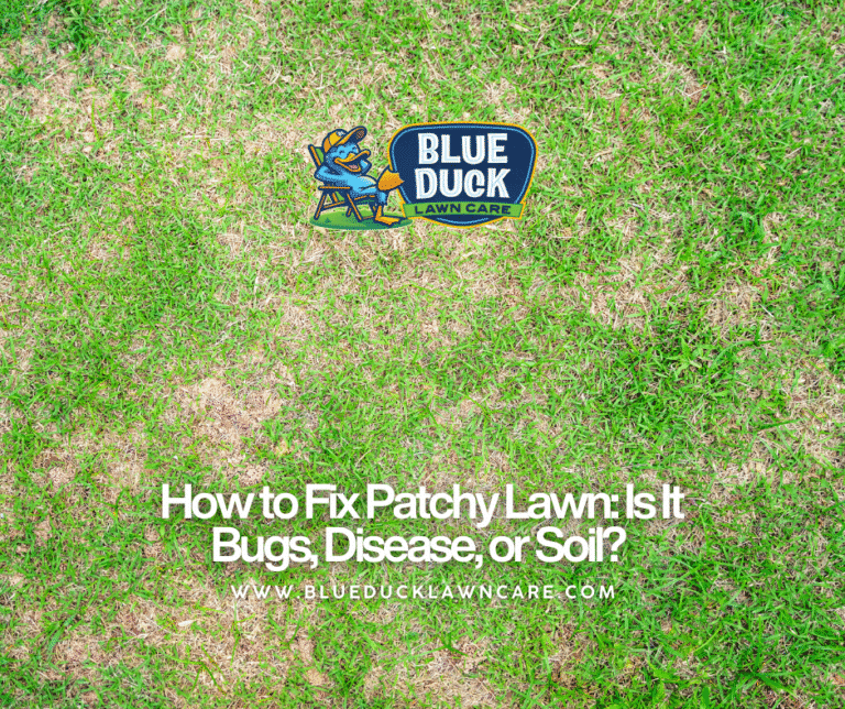 How to Fix Patchy Lawn: Is It Bugs, Disease, or Soil? - Blue Duck Lawn Care